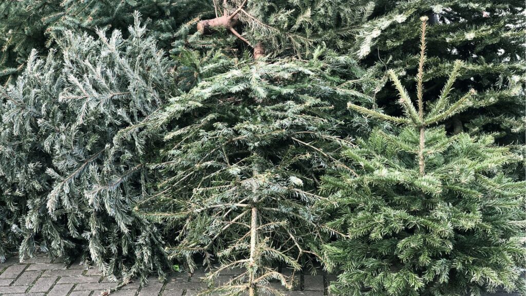 Court Throws Out Woman's $820,000 Claim For Accident Injury After ...